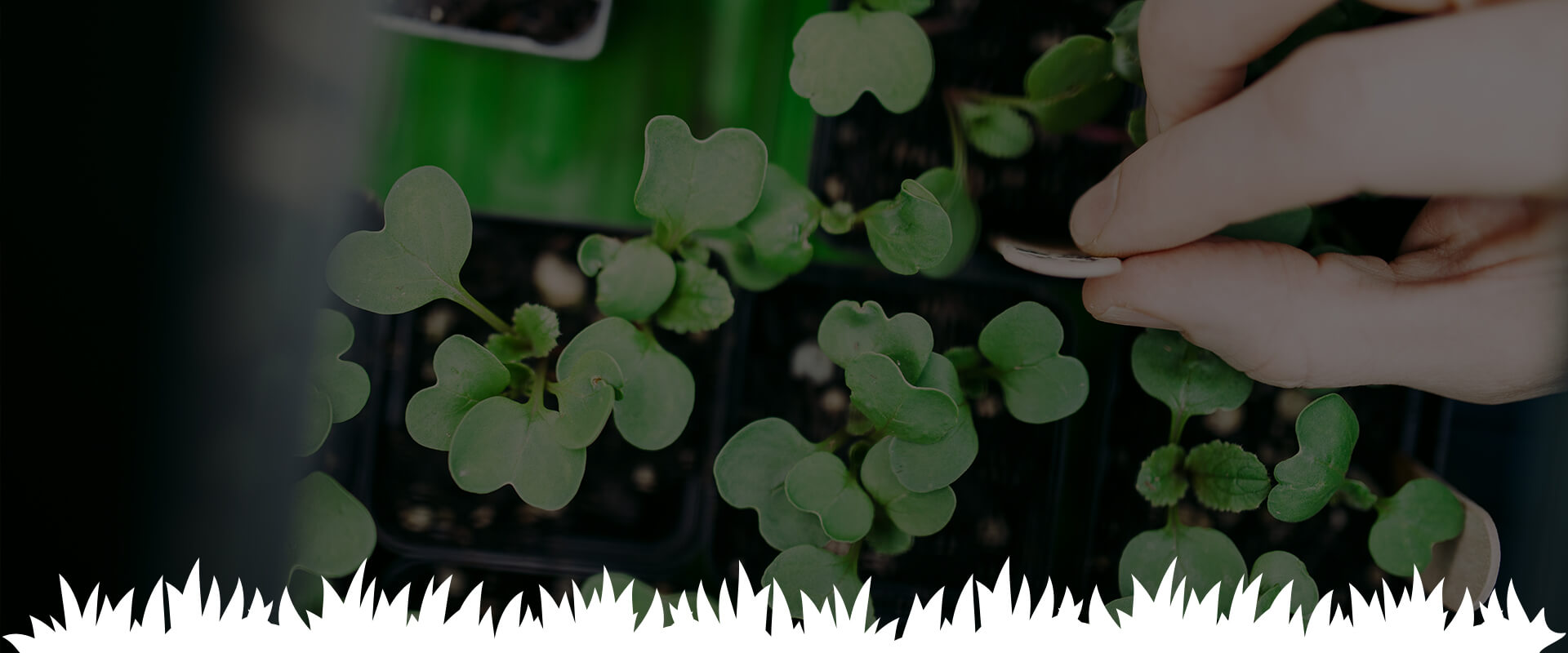 Le Pouce Vert – Le Pouce Vert